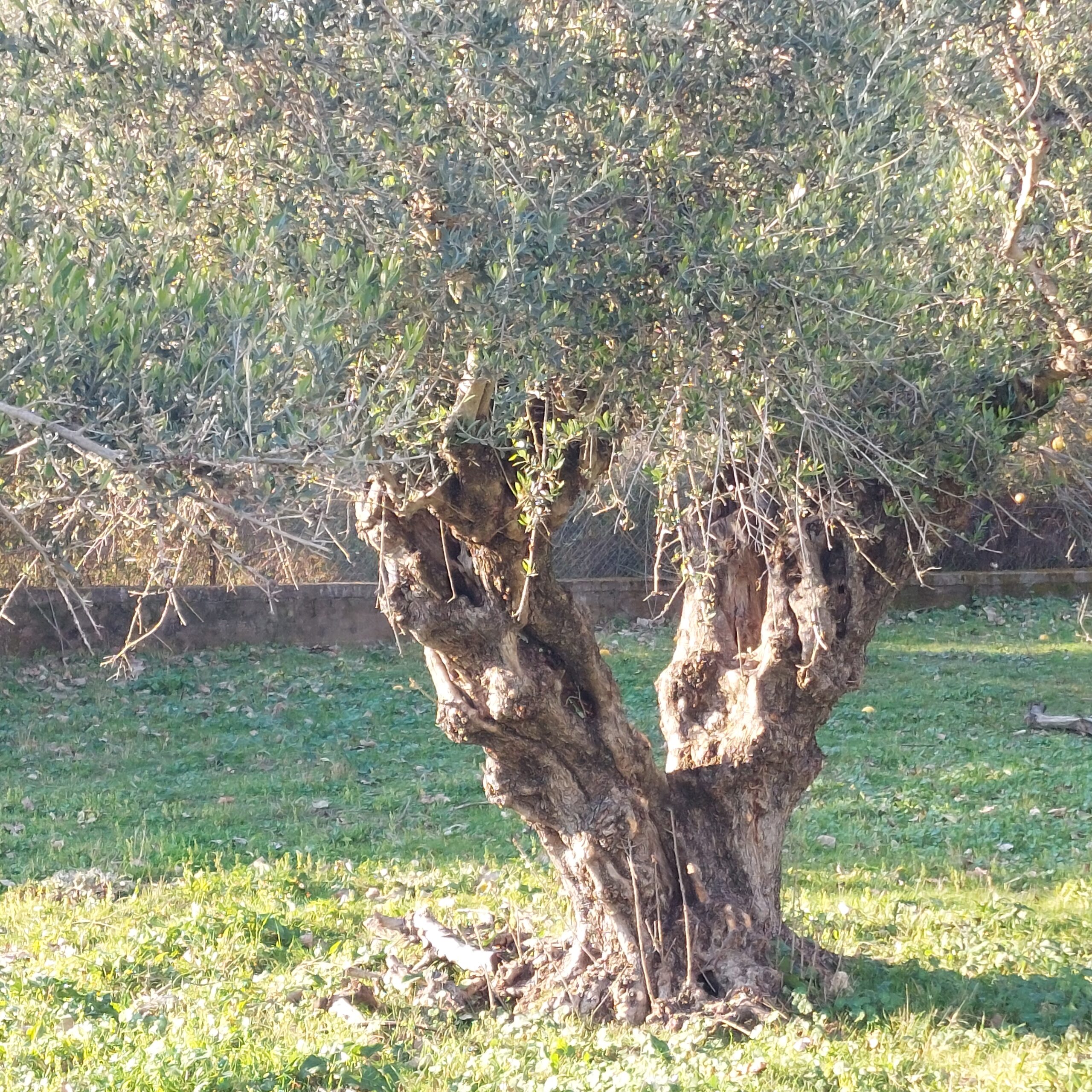 Η ΕΛΙΑ ΑΠΟ ΤΗ ΦΕΟΥΔΑΡΧΙΑ ΣΤΗ ΔΗΜΟΚΡΑΤΙΑ - ΛΕΥΤΕΡΙΑ ΚΑΙ ΔΙΚΑΙΩΣΗ ΓΙΑ ΤΟ ...
